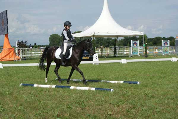 Chevaux à vendre: Ponette Welsh de 13 ans
